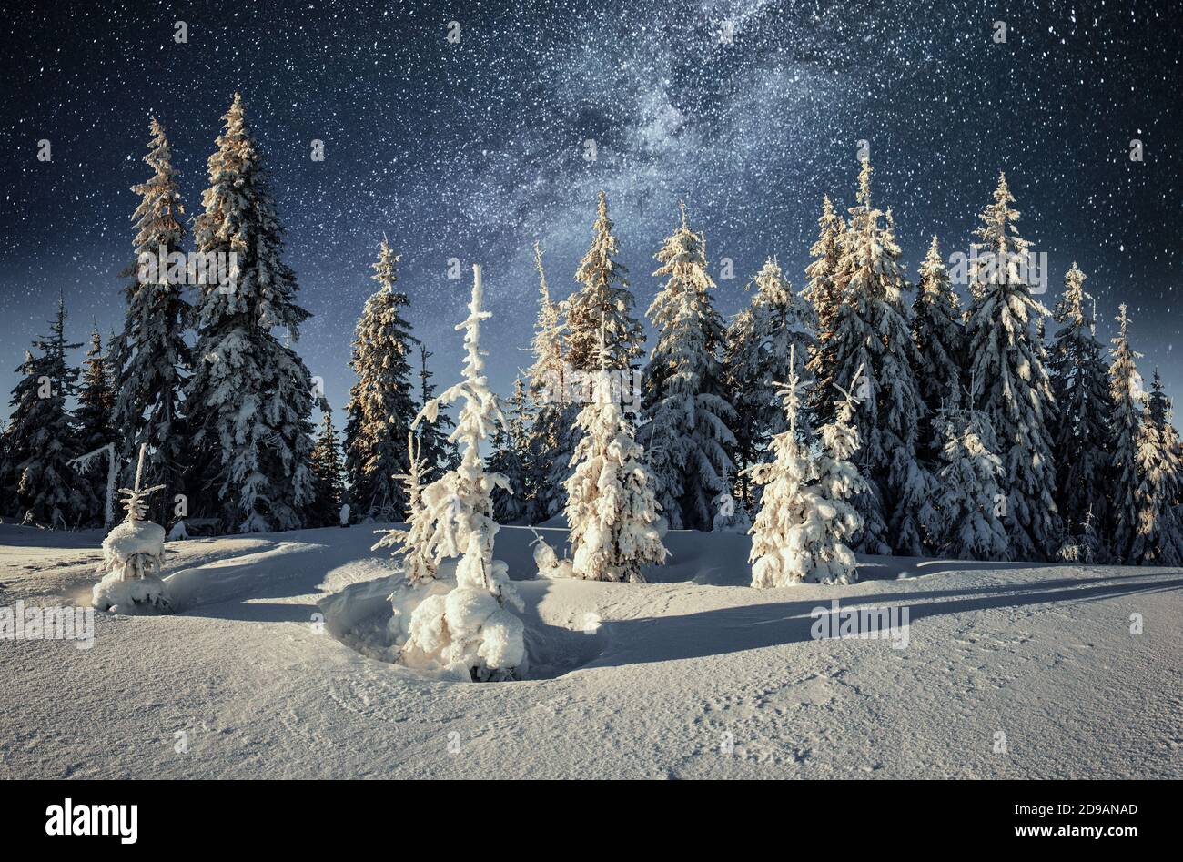 Snowy Night Forest