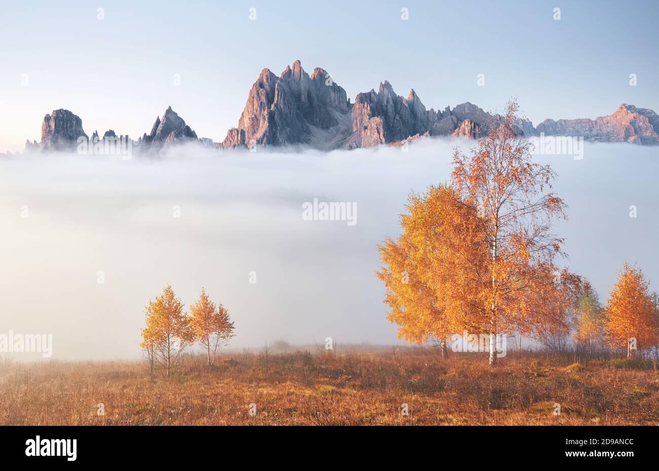 Shiny tree on a hill slope with sunny beams at mountain valley covered ...