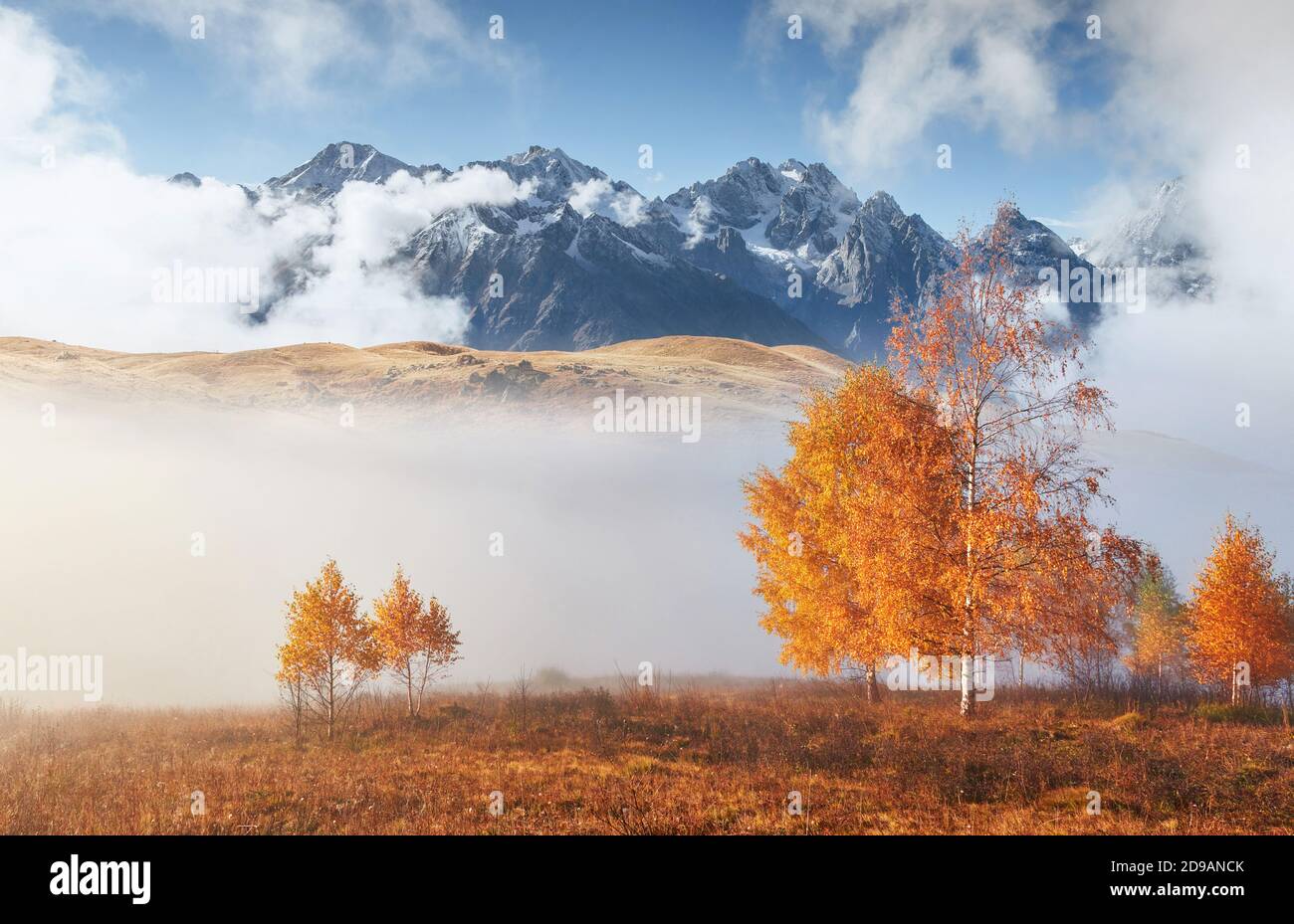 Shiny tree on a hill slope with sunny beams at mountain valley covered ...