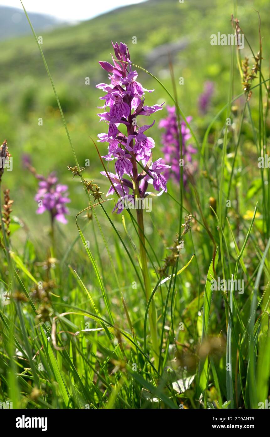 Alpine wild orchids hi-res stock photography and images - Alamy