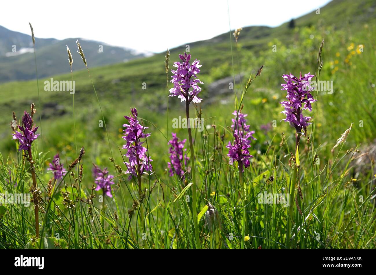 Alpine wild orchids hi-res stock photography and images - Alamy
