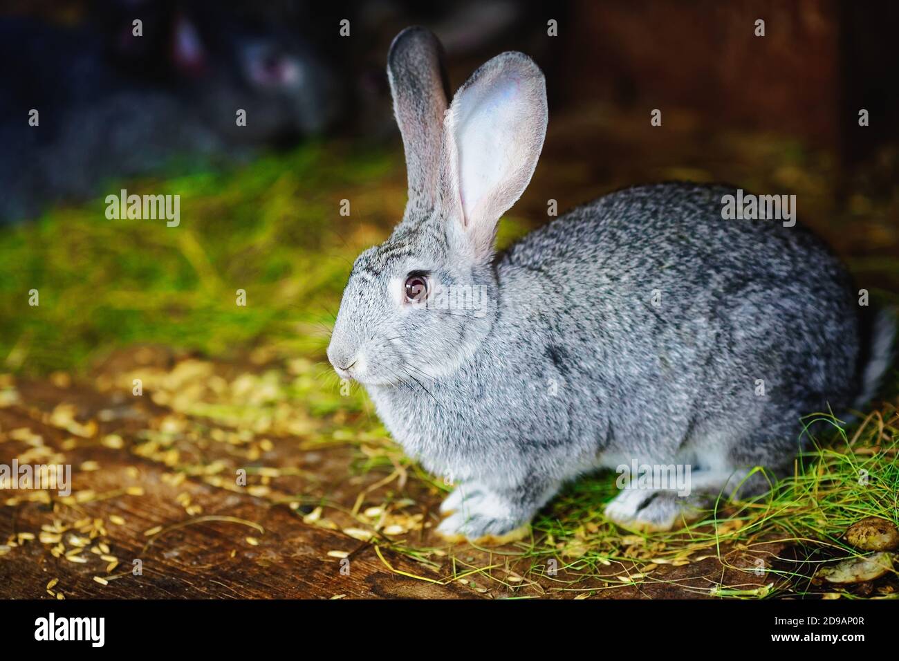 Portrait of a gray fluffy rabbit on a farm in a natural environment ...