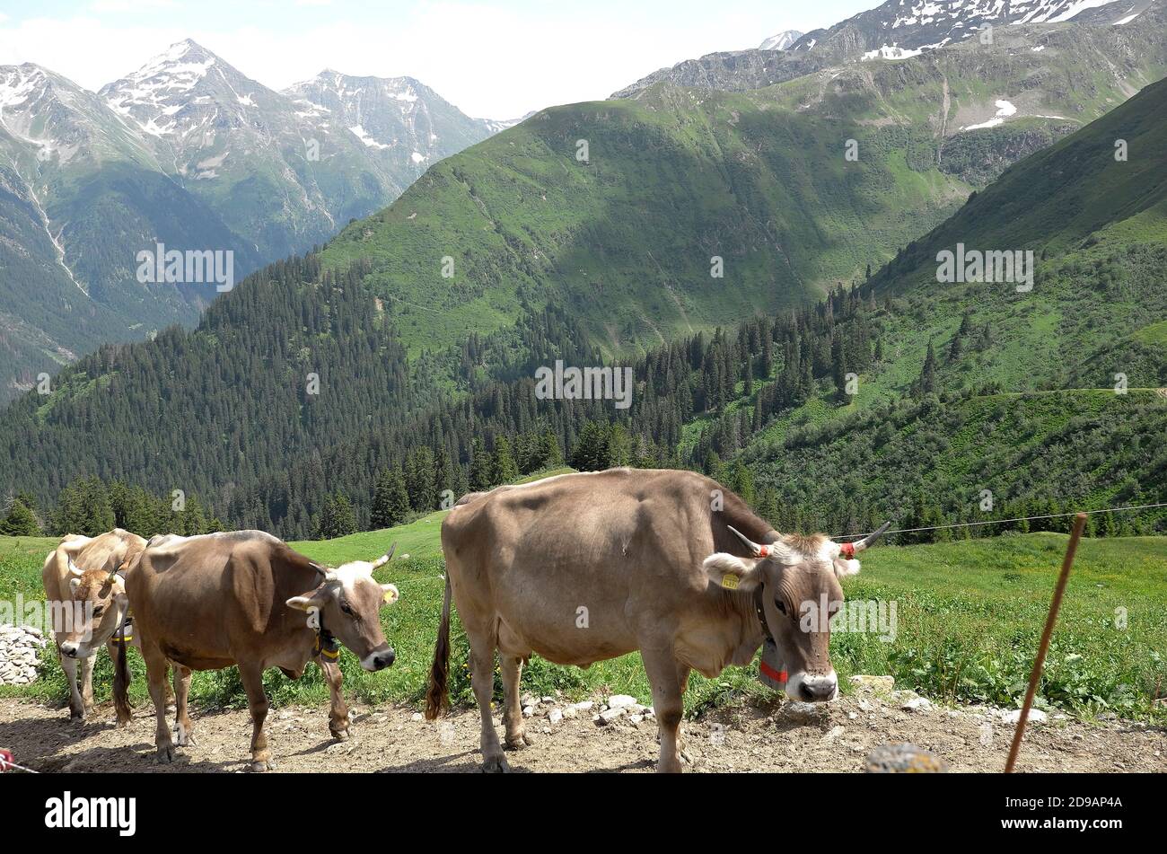 Alpine dairy hi-res stock photography and images - Alamy
