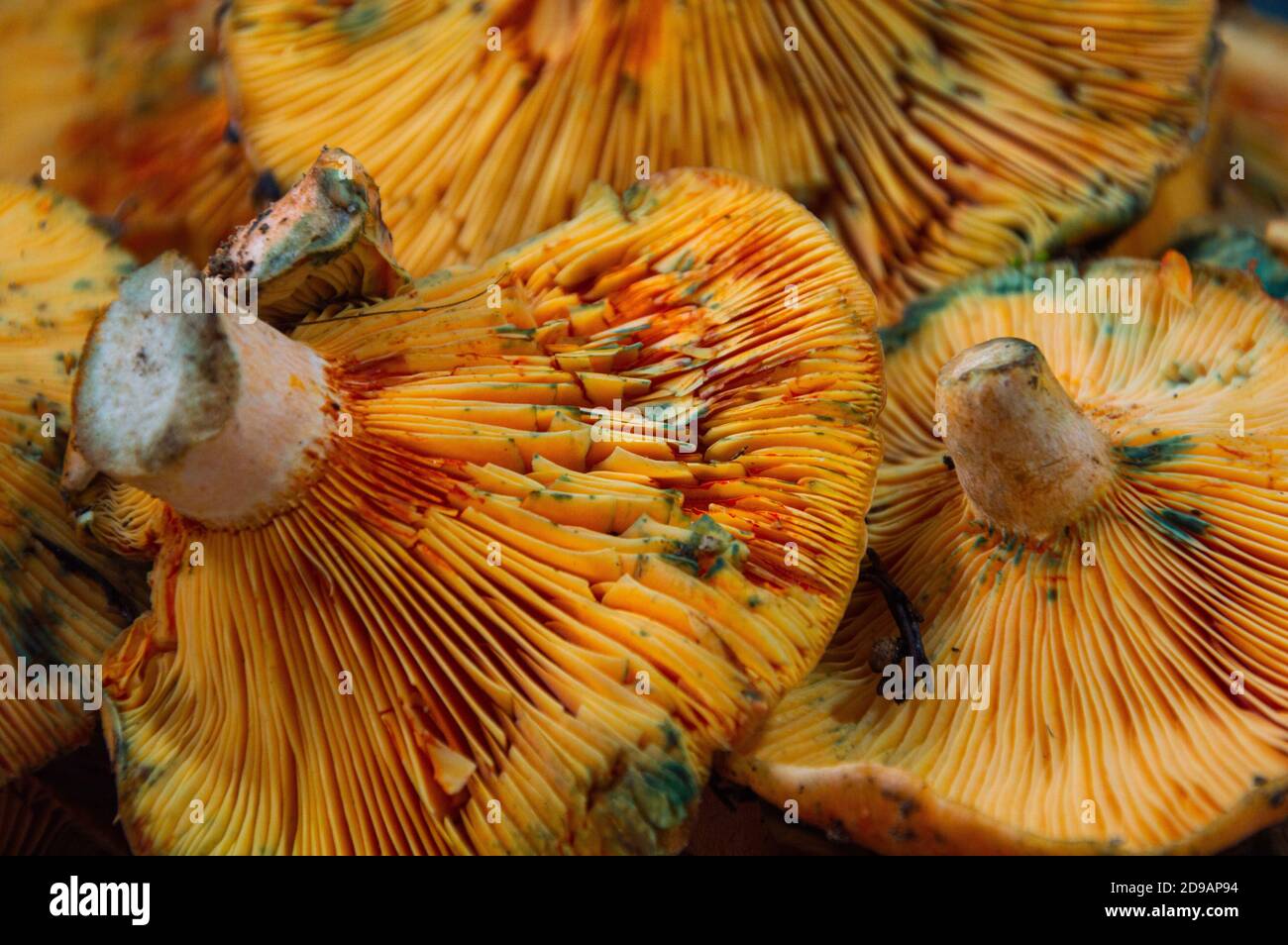 Mantari hi-res stock photography and images - Alamy