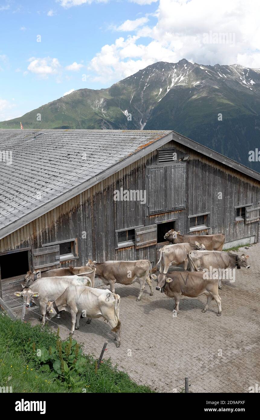 Alpine dairy hi-res stock photography and images - Alamy