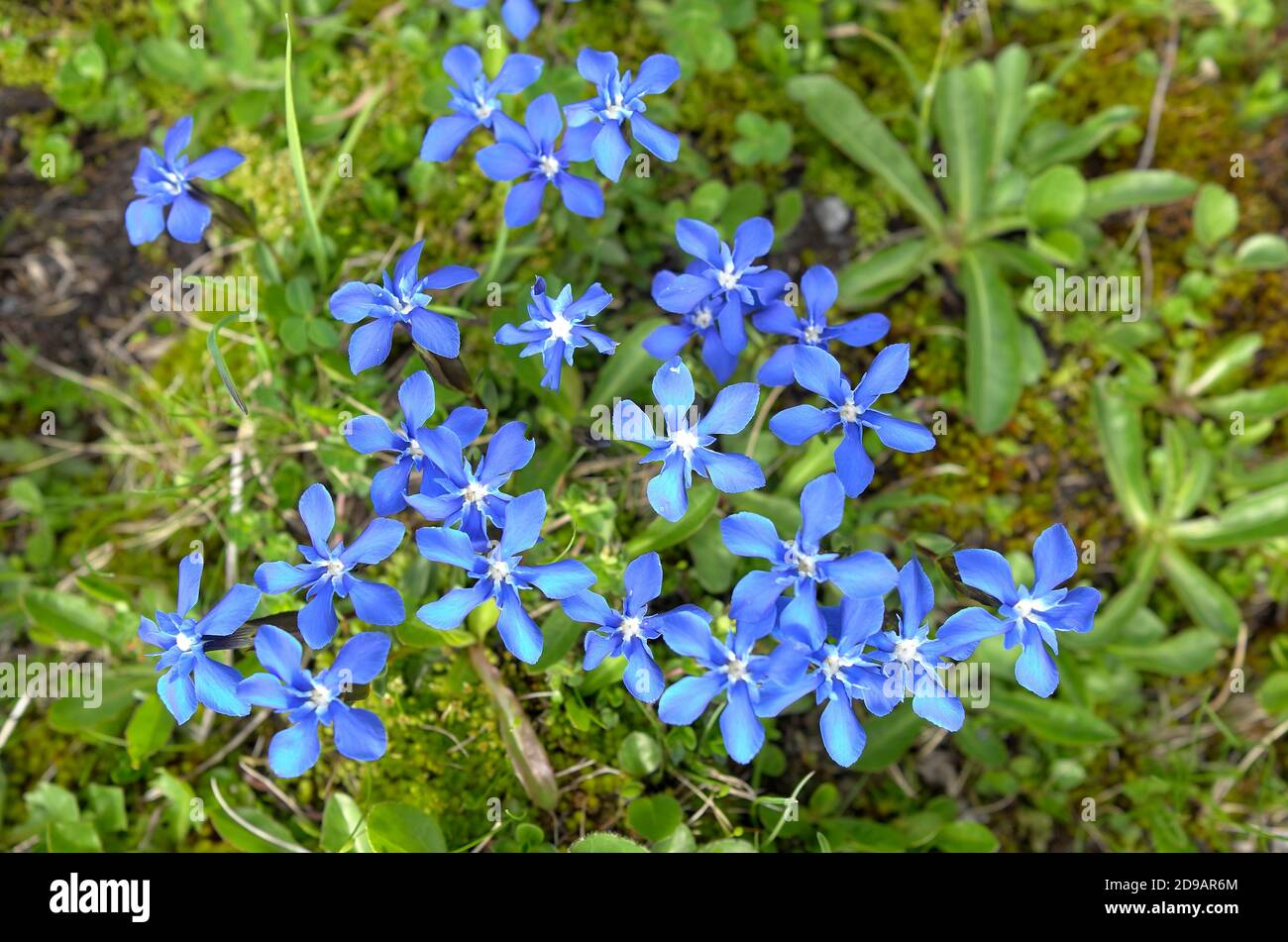 Alpine gentians hi-res stock photography and images - Alamy