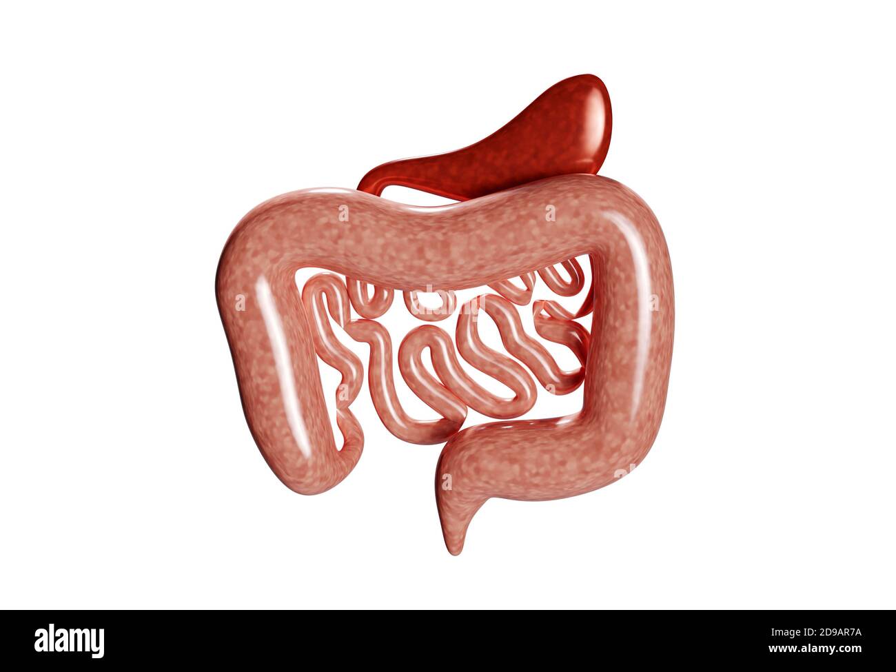 Realistic illustration of 3d digestive. 3d rendering illustration. Gut ...