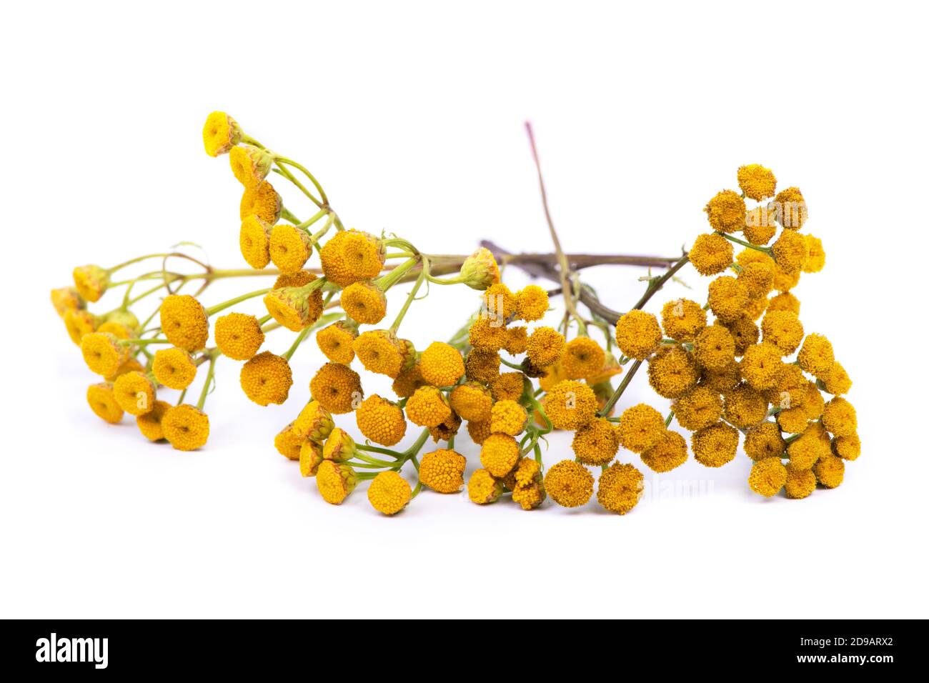 Common tansy isolated on white background Stock Photo - Alamy