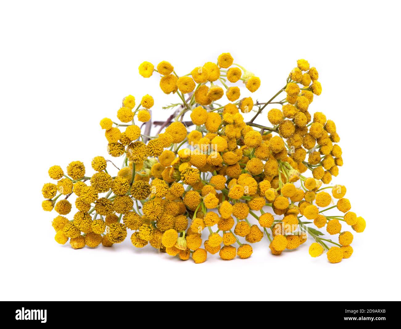 Common tansy isolated on white background Stock Photo - Alamy