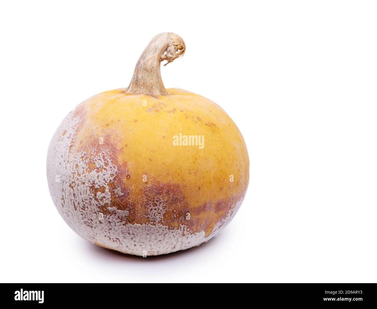 Rotten pumpkin isolated on white background Stock Photo - Alamy