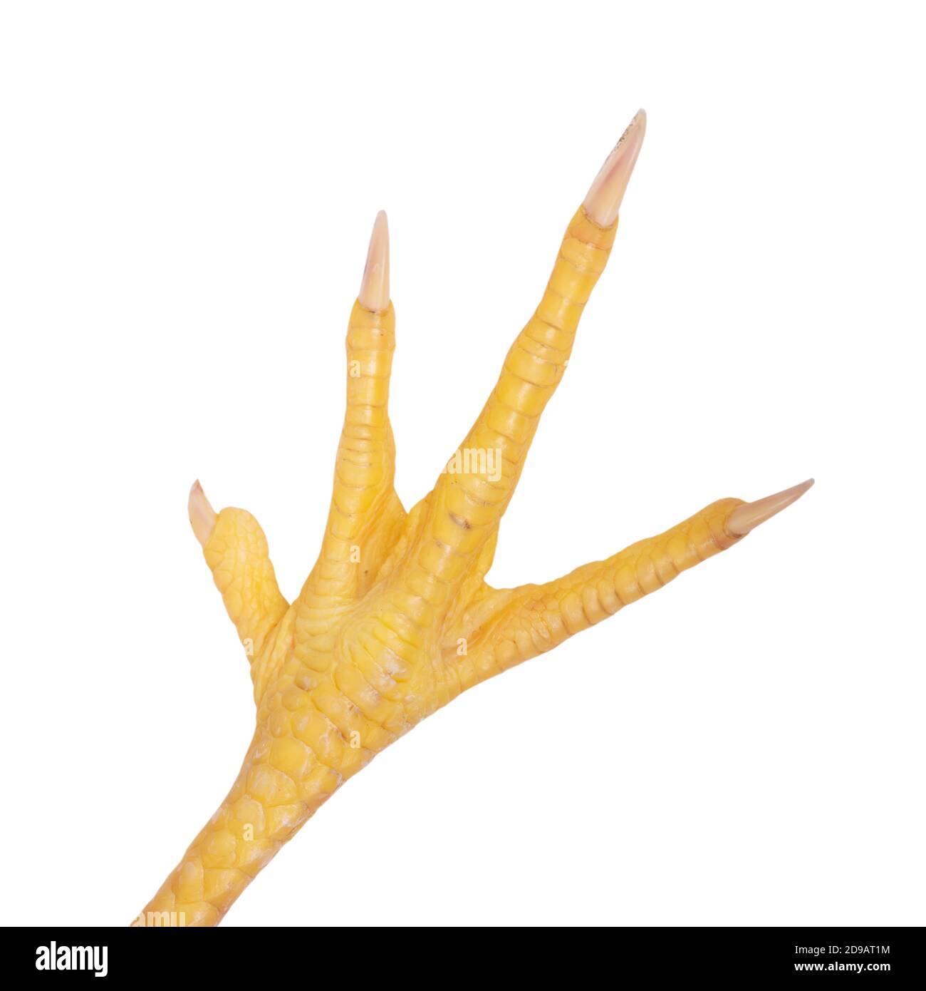 Fresh raw chicken feet or foot chicken paw isolated on white background ...