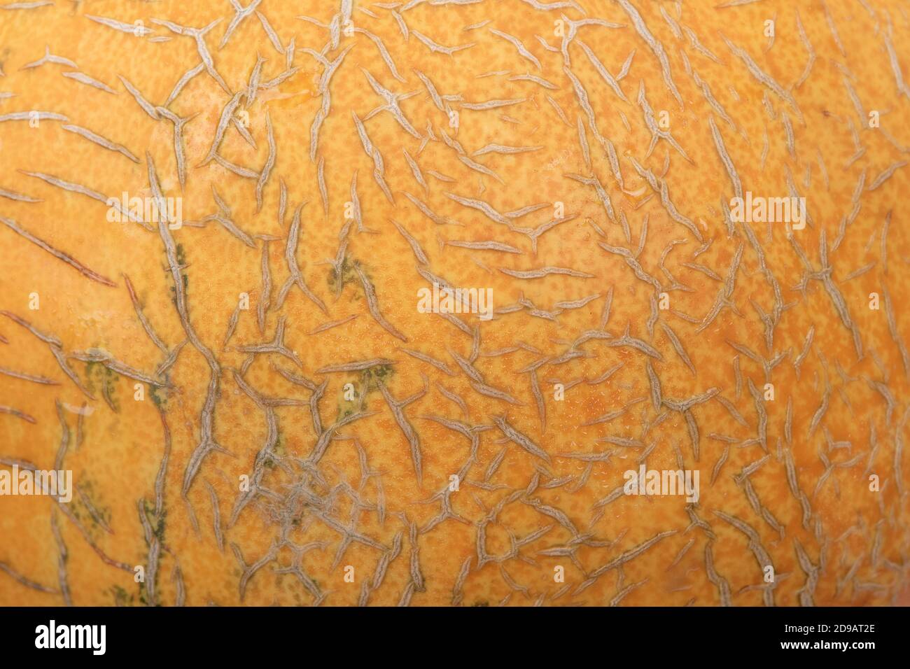 Yellow melon skin smooth texture Stock Photo - Alamy