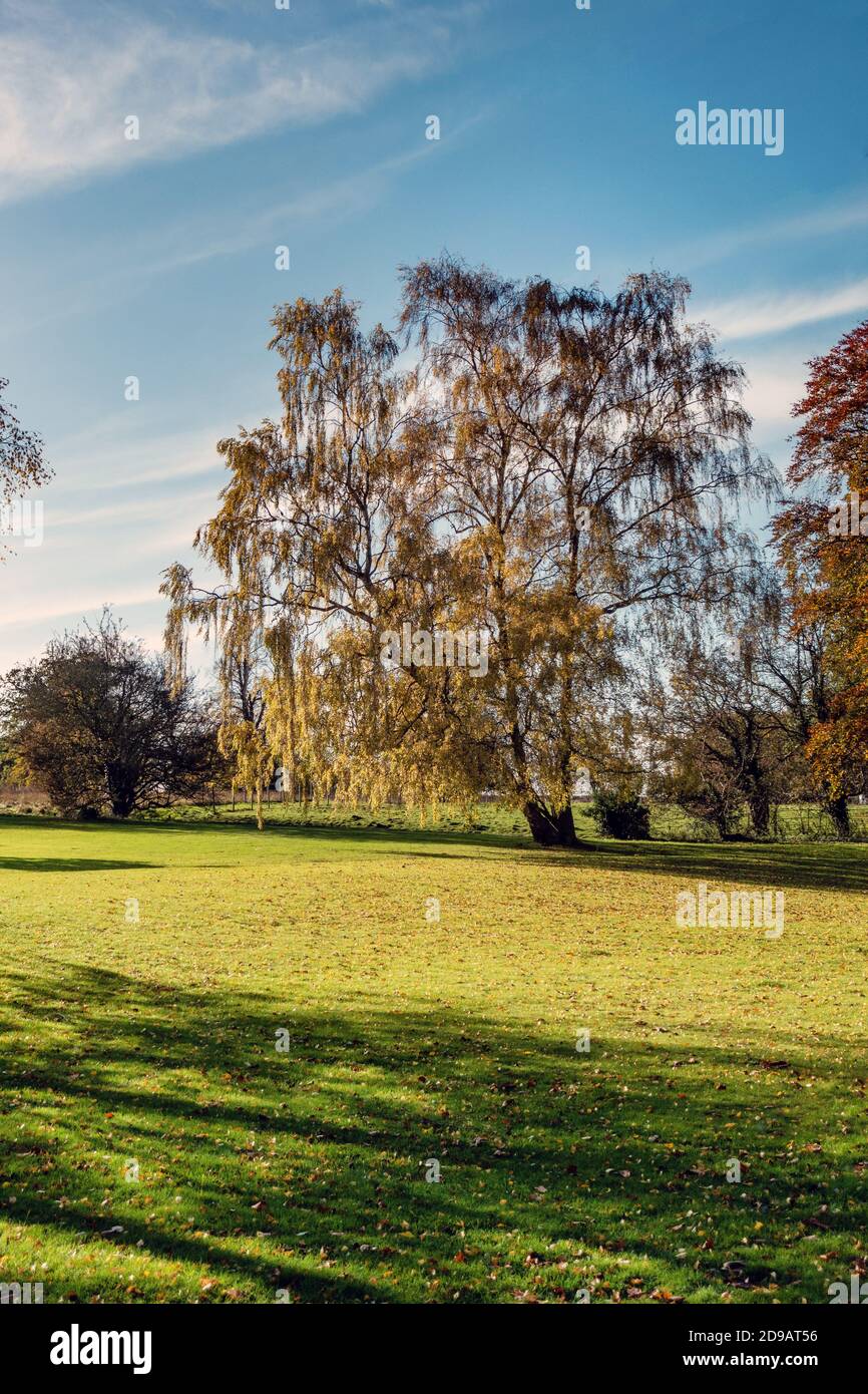 Trees estate willow hi-res stock photography and images - Alamy