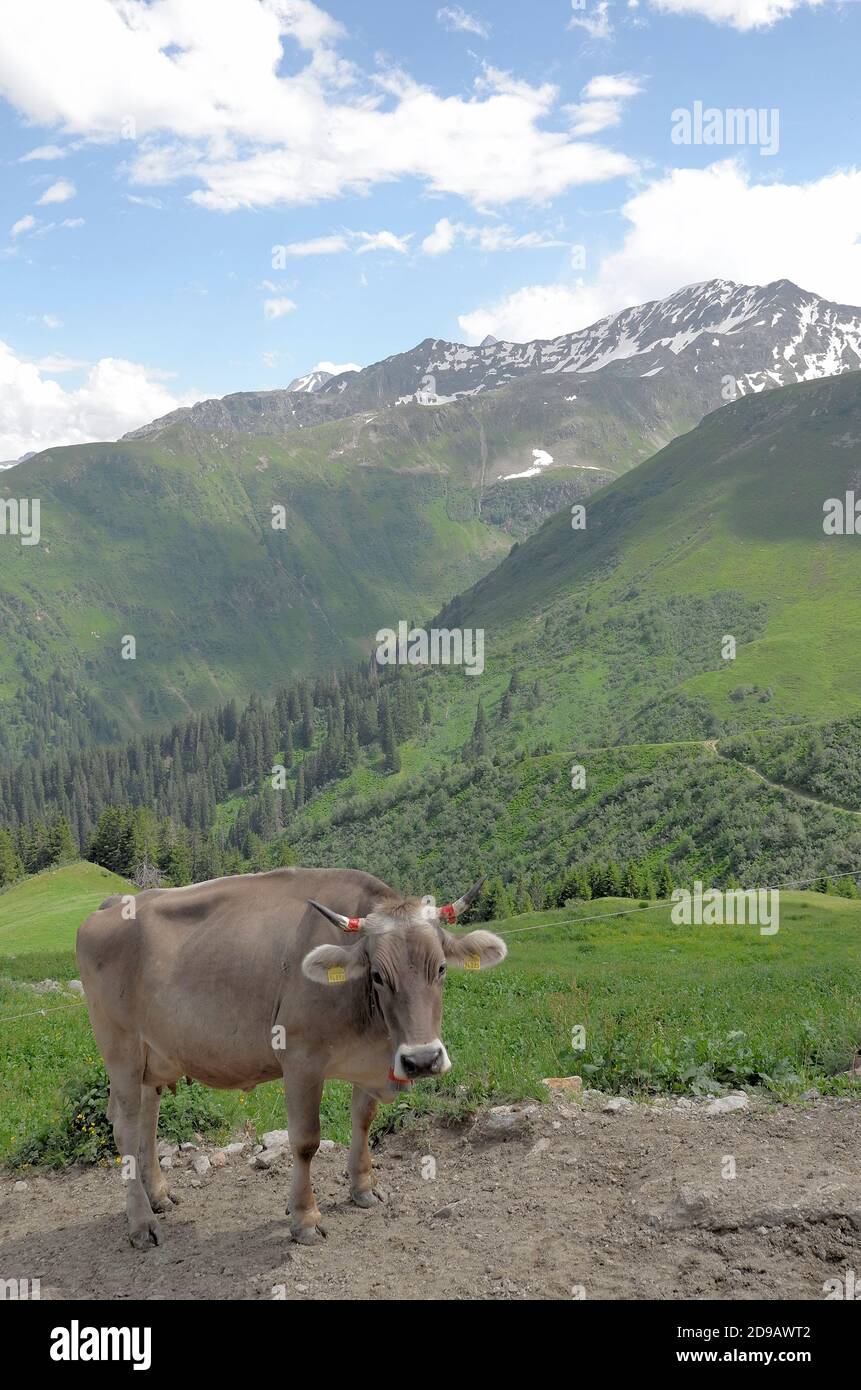 Alpine dairy hi-res stock photography and images - Alamy