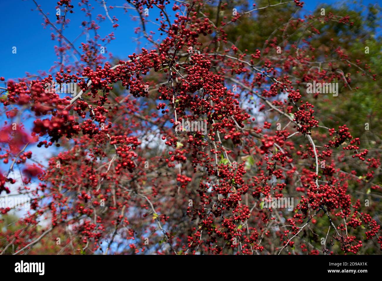 Hawthorn bushes with ripe fruits Stock Photo - Alamy