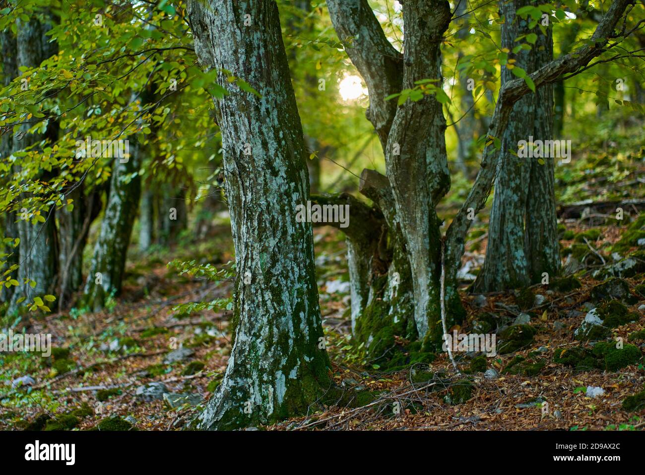 Beech forest in the mid autumn time Stock Photo - Alamy