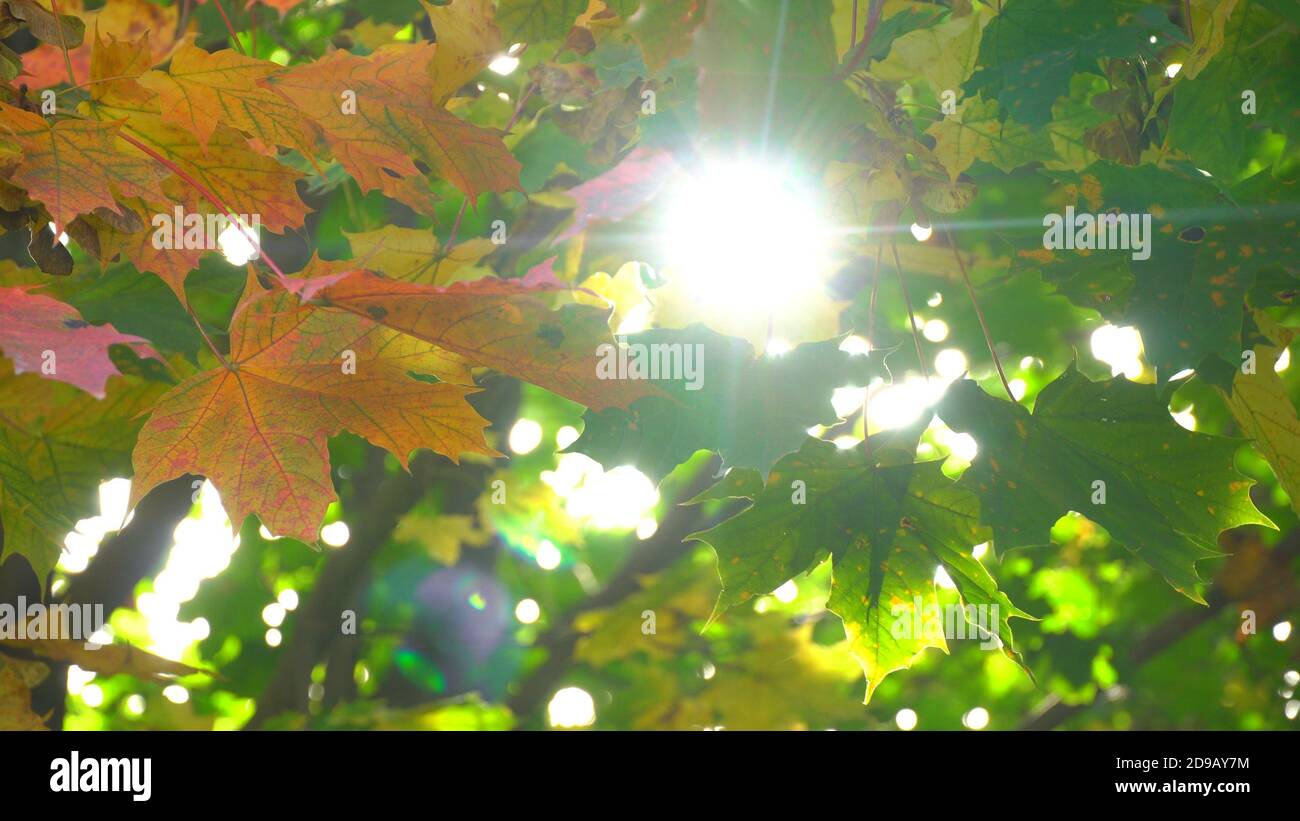 bright autumn maple leaves, swaying on the tree with solar flares in ...