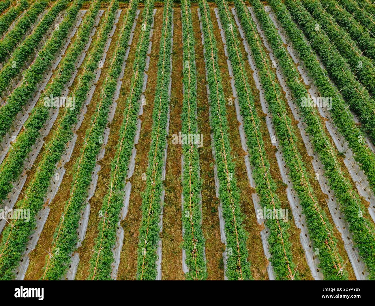 Aerial view pattern of tomato plant green background, Agricultural ...