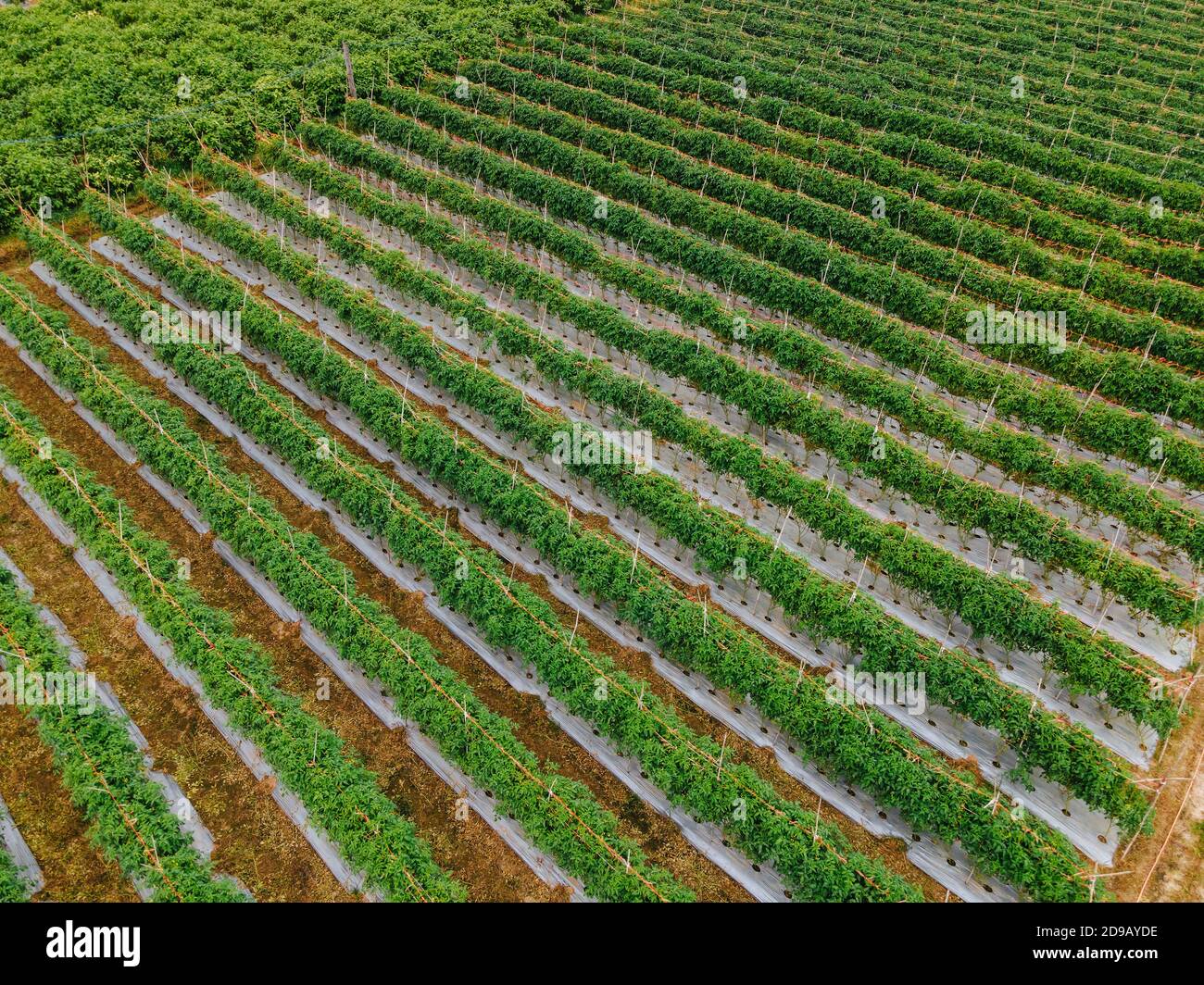Aerial view tomato plant green background, Agricultural industry ...