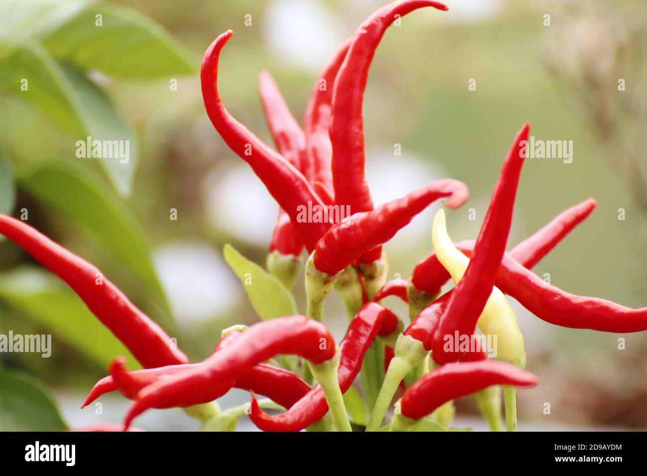 Cili peppers hi-res stock photography and images - Alamy