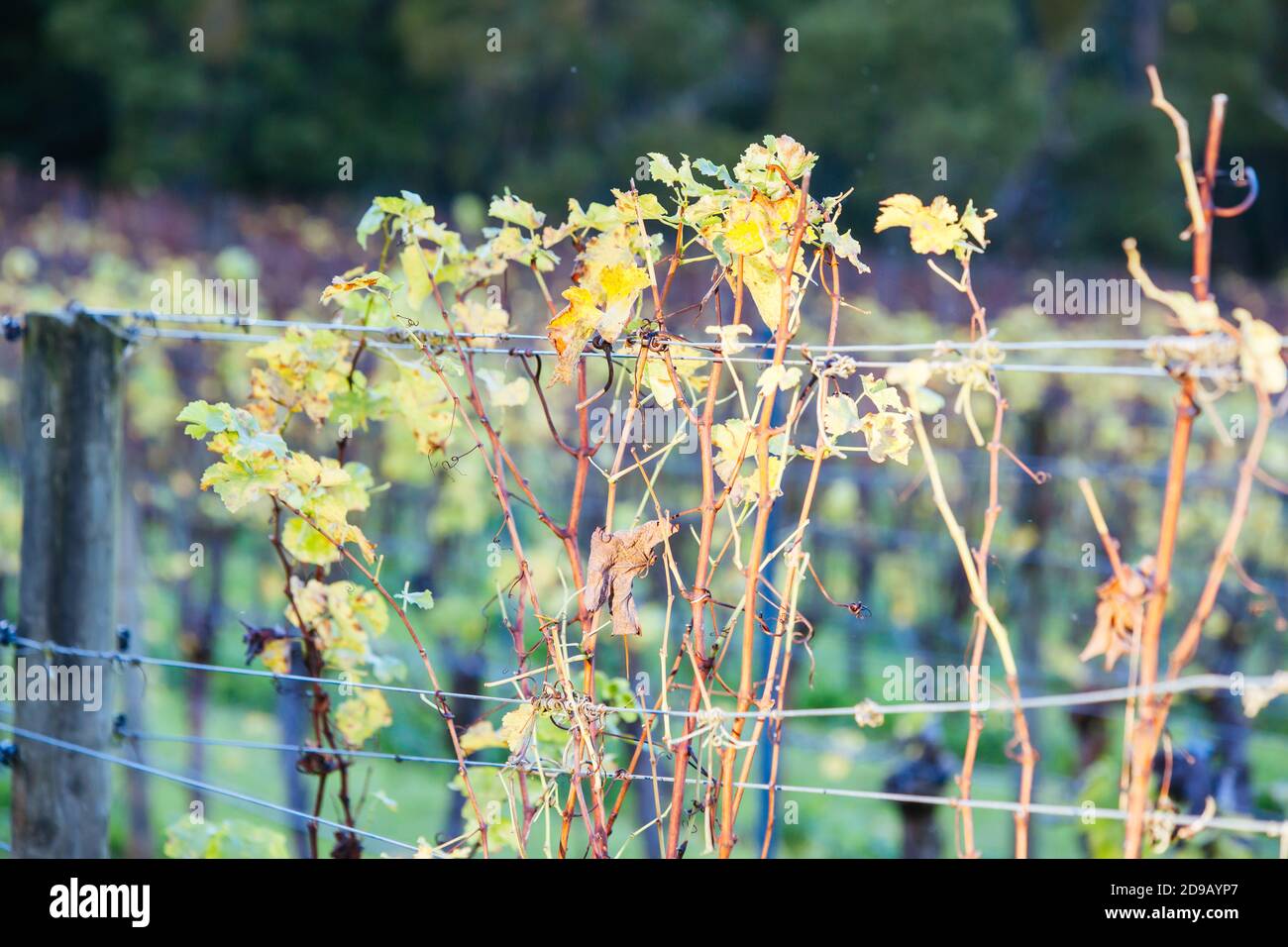 Grape vine dormant hi-res stock photography and images - Alamy