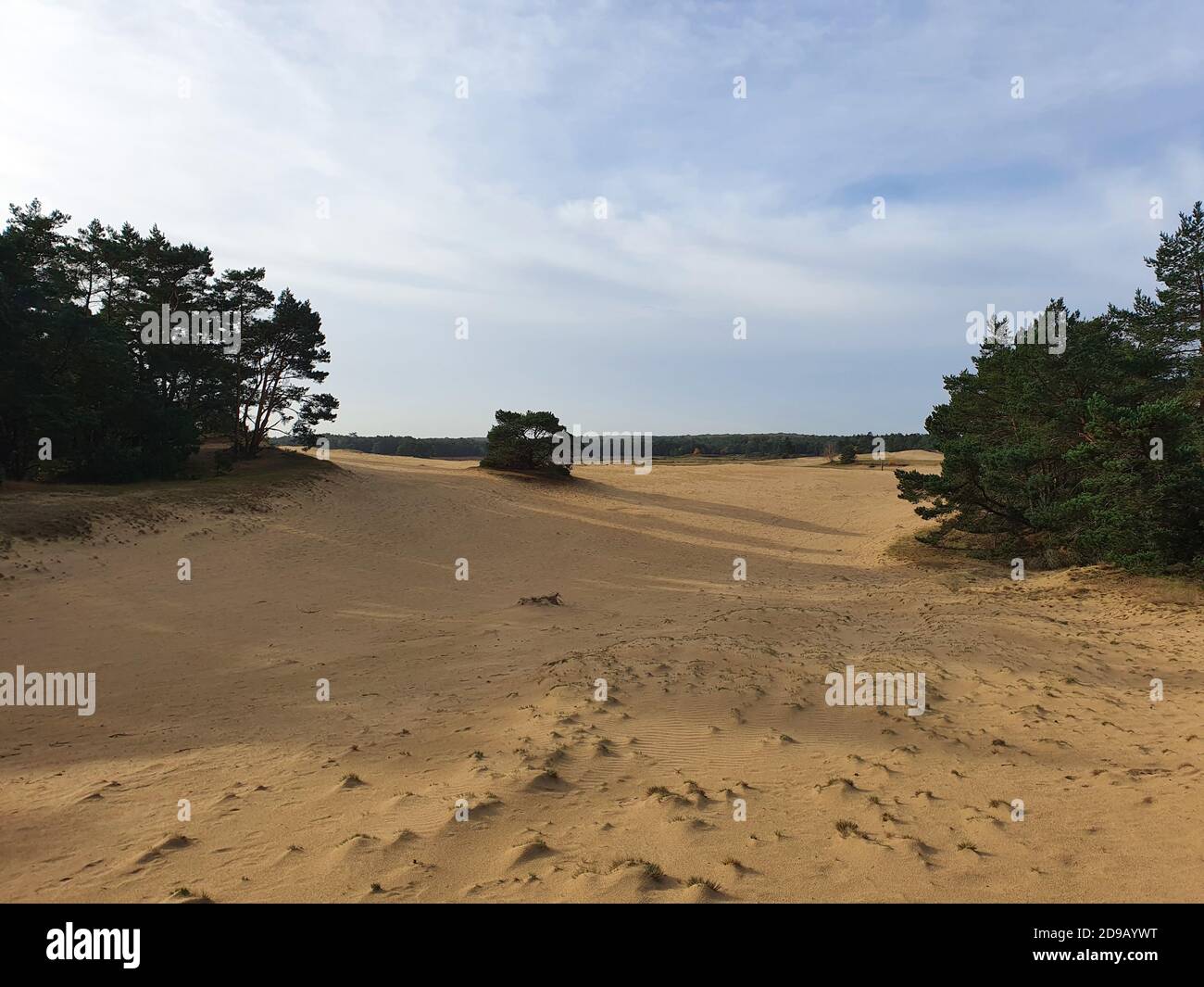 Beautiful shot of a sandy forest landscape in Planken Wambuis, the ...