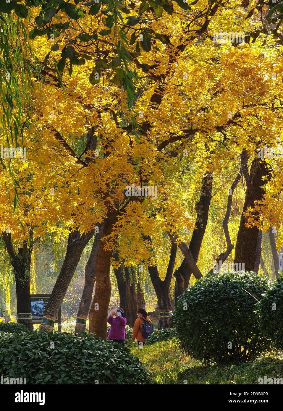 Beijing, China. 4th Nov, 2020. A tourist takes photos of ginkgo trees ...