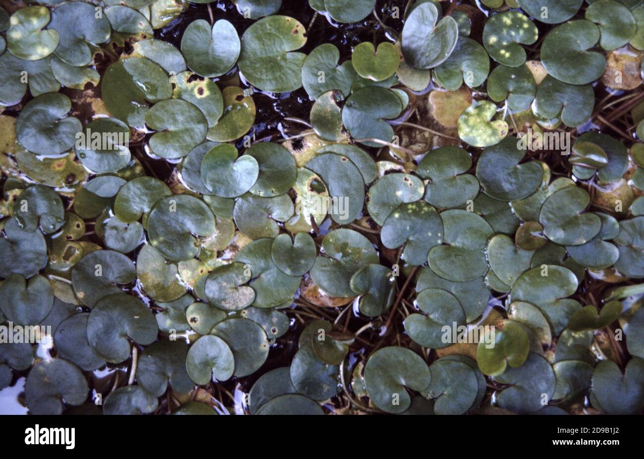 European Frog-bit (Hydrocharis morsus-ranae Stock Photo - Alamy