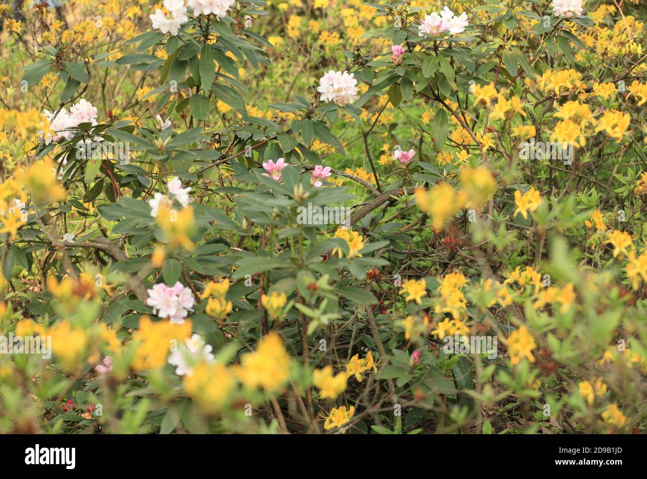 yellow Flowers at spring Stock Photo - Alamy