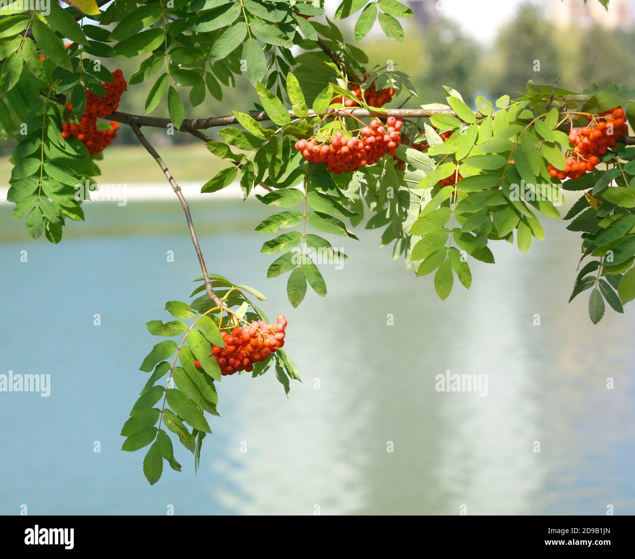 ashberry at dry sunny day Stock Photo - Alamy