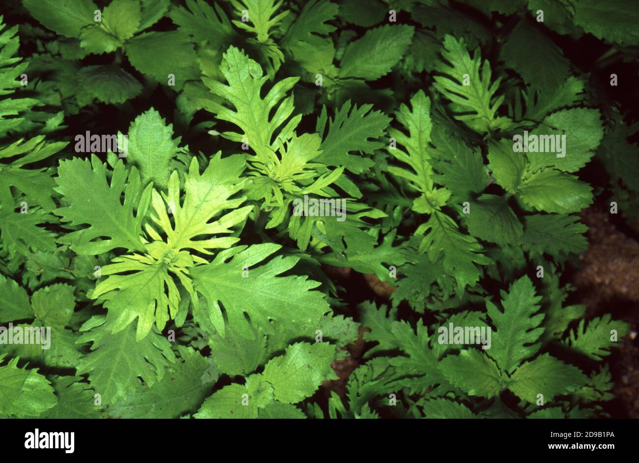 Hygrophila difformis, commonly known as water wisteria or Synnema Stock ...