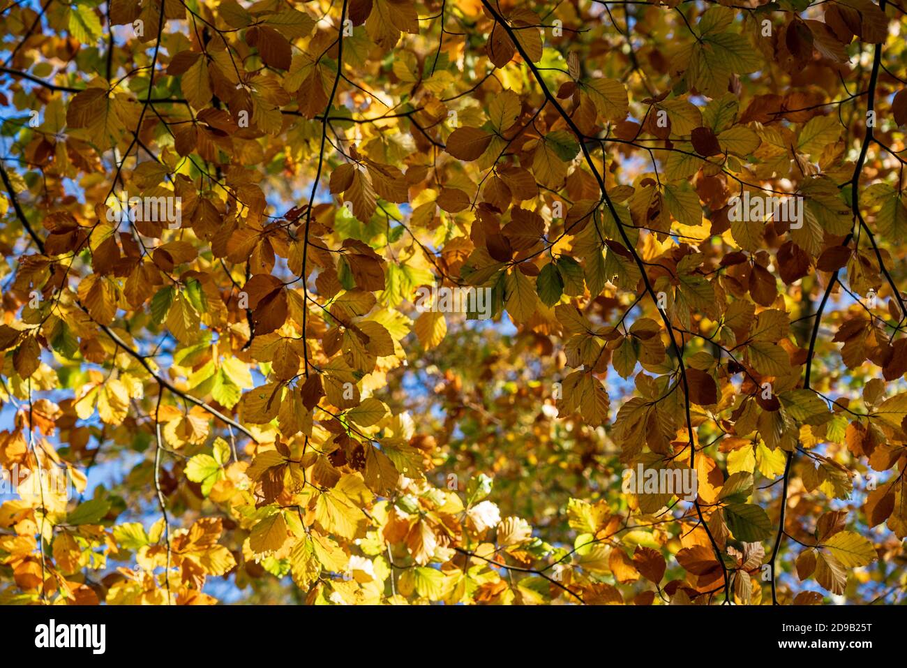 Autumn leaf canopy hi-res stock photography and images - Alamy