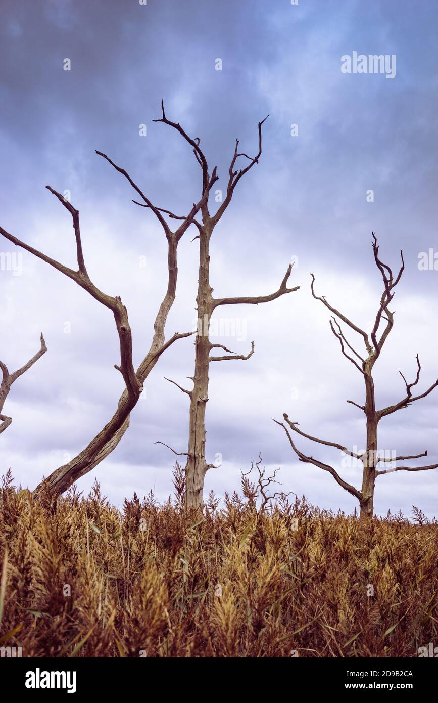 Dead trees on the marshlands on the banks of the river Alde near Snape ...