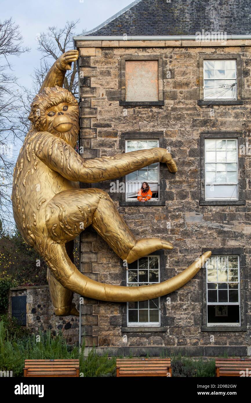 Events manager Alison Taylor takes a closer look at the Golden Monkey ...