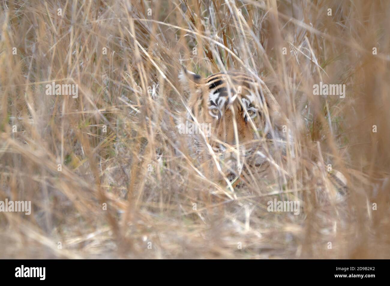 When tigers hide hi-res stock photography and images - Alamy