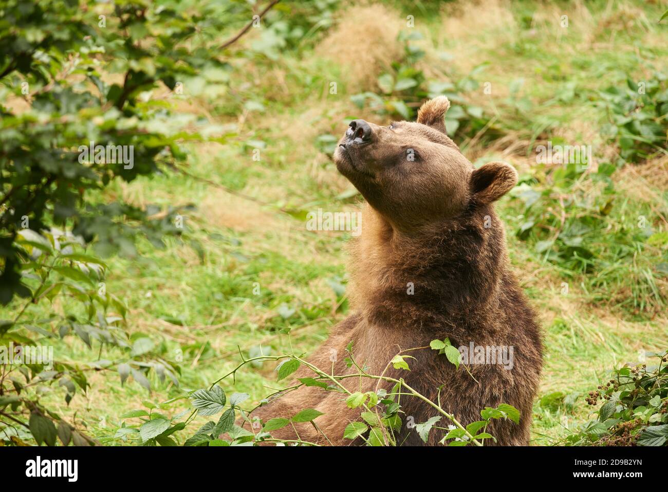 portrait of brown bear female Stock Photo - Alamy