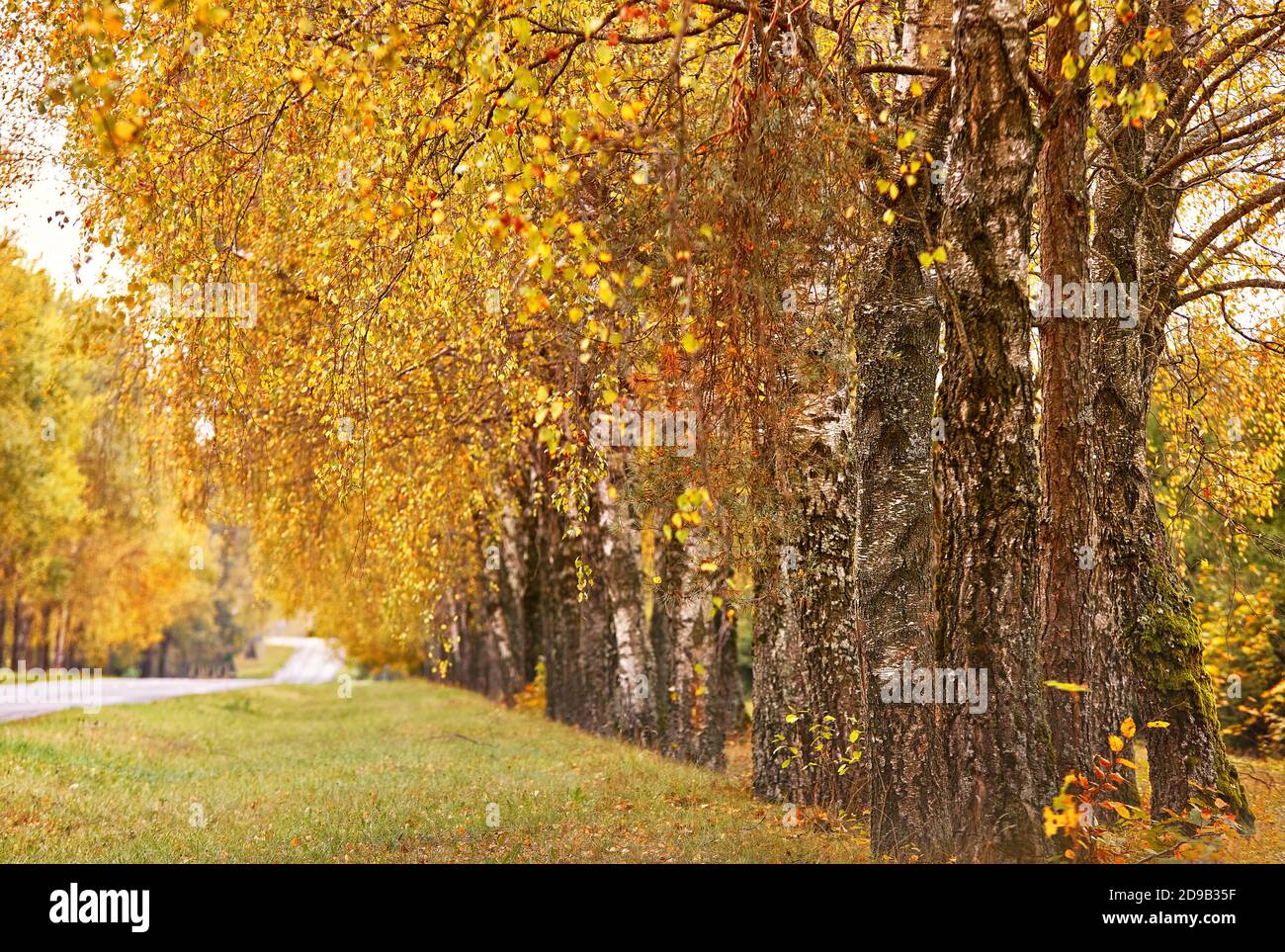 Asphalt road in autumn lane with birch trees. Beautiful nature ...