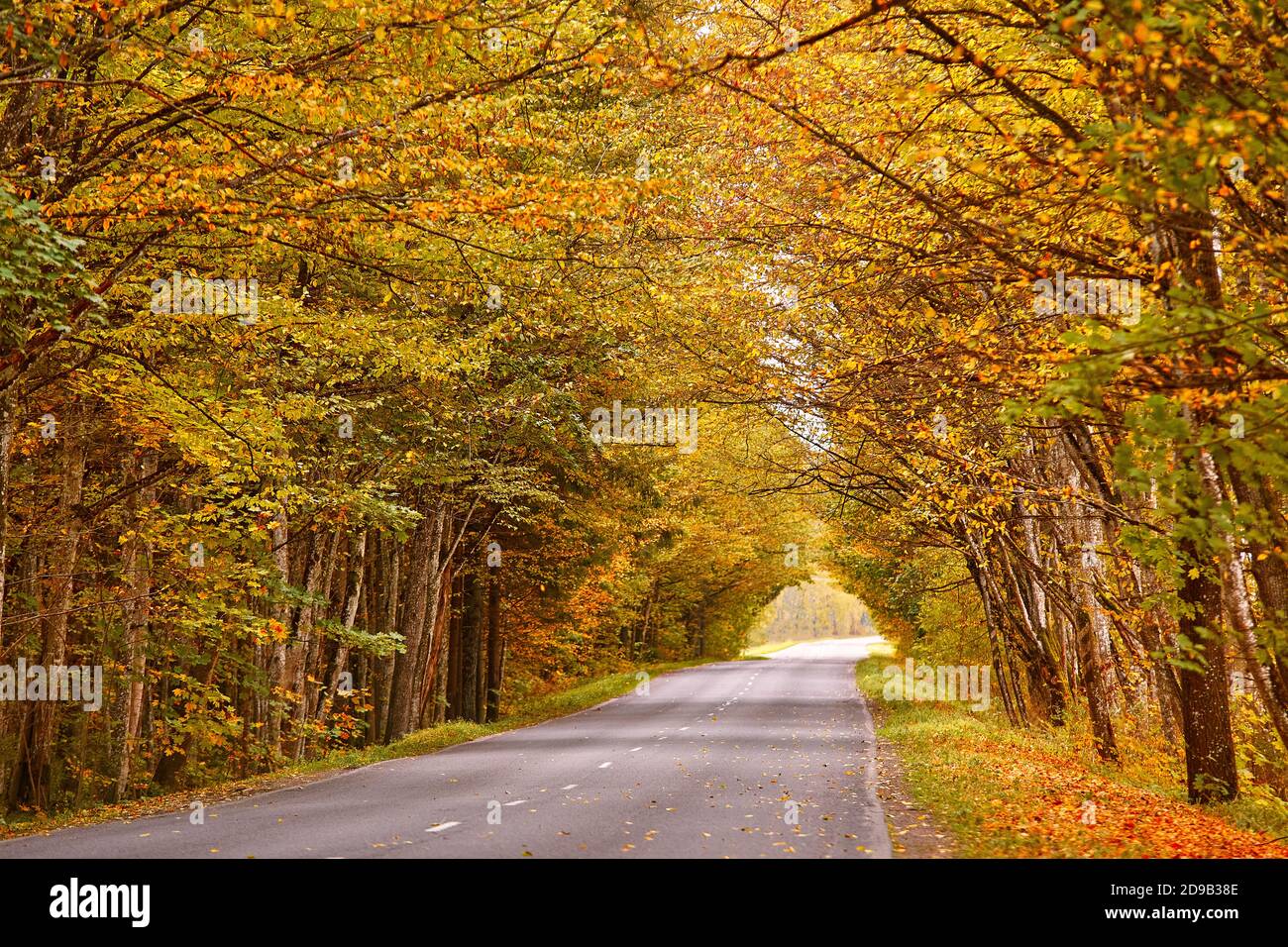 Asphalt road in autumn lane with alder trees tunnel. Beautiful nature ...