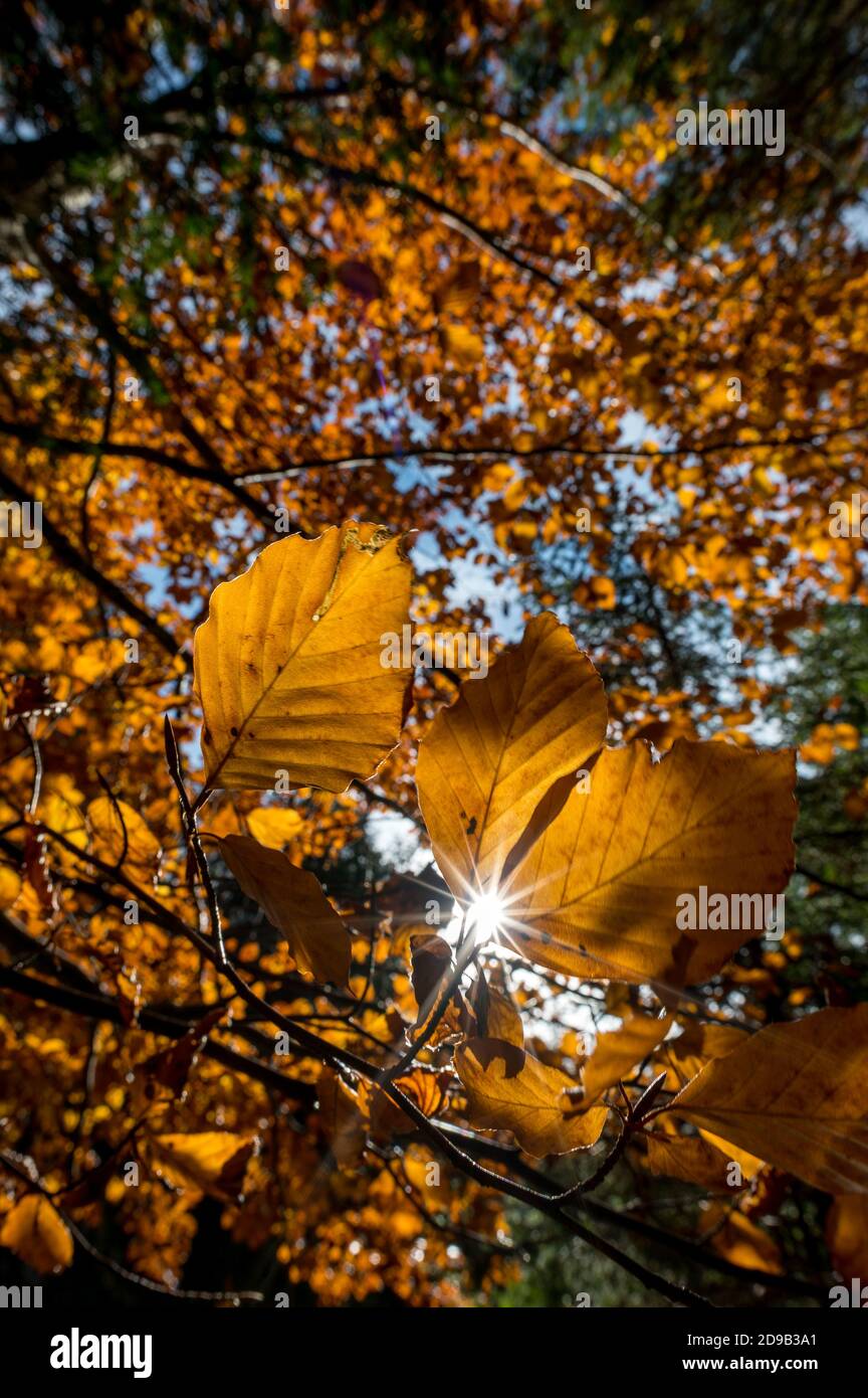 Canopy of leaves hi-res stock photography and images - Alamy