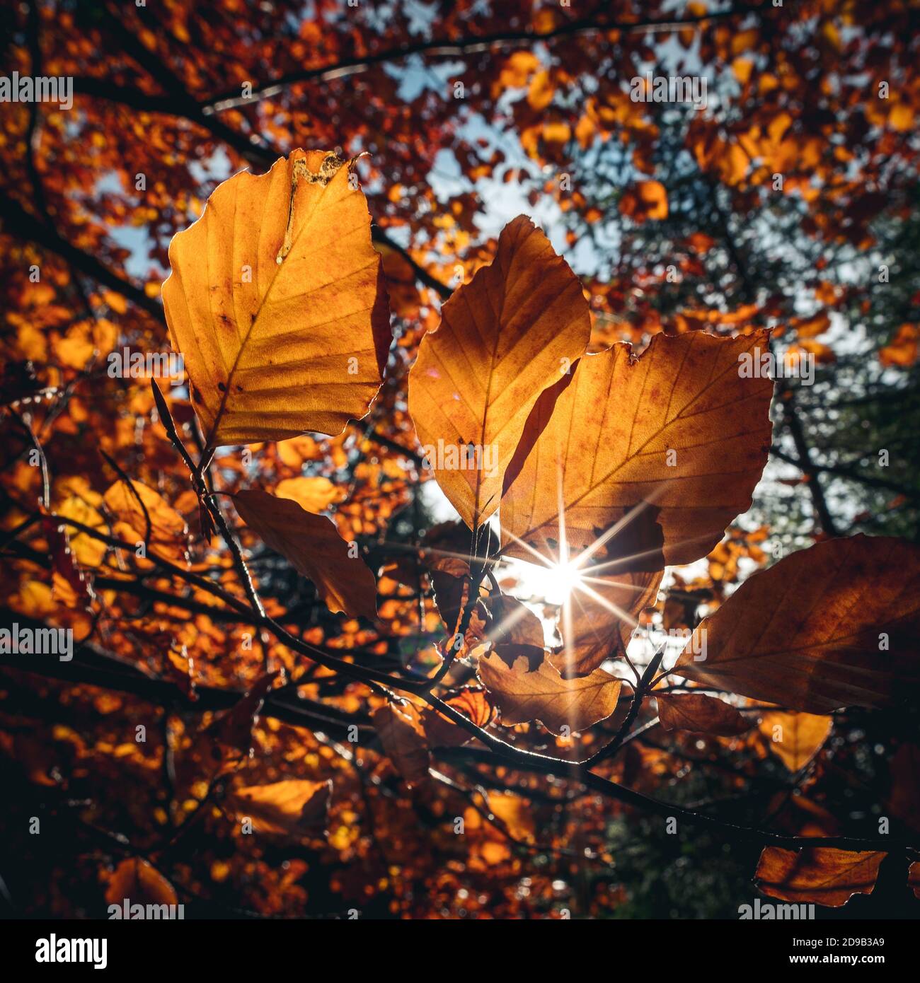 Canopy of leaves hi-res stock photography and images - Alamy