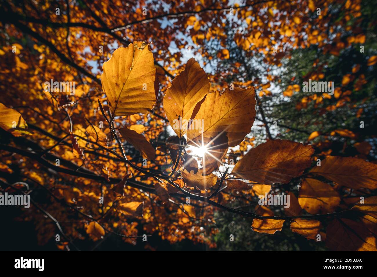 Canopy of tree hi-res stock photography and images - Alamy