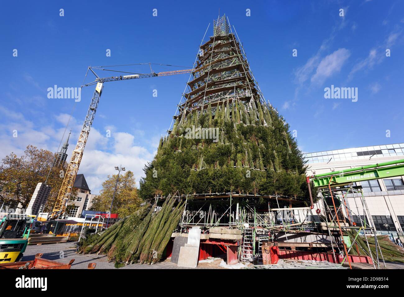 Corona tree hi-res stock photography and images - Alamy