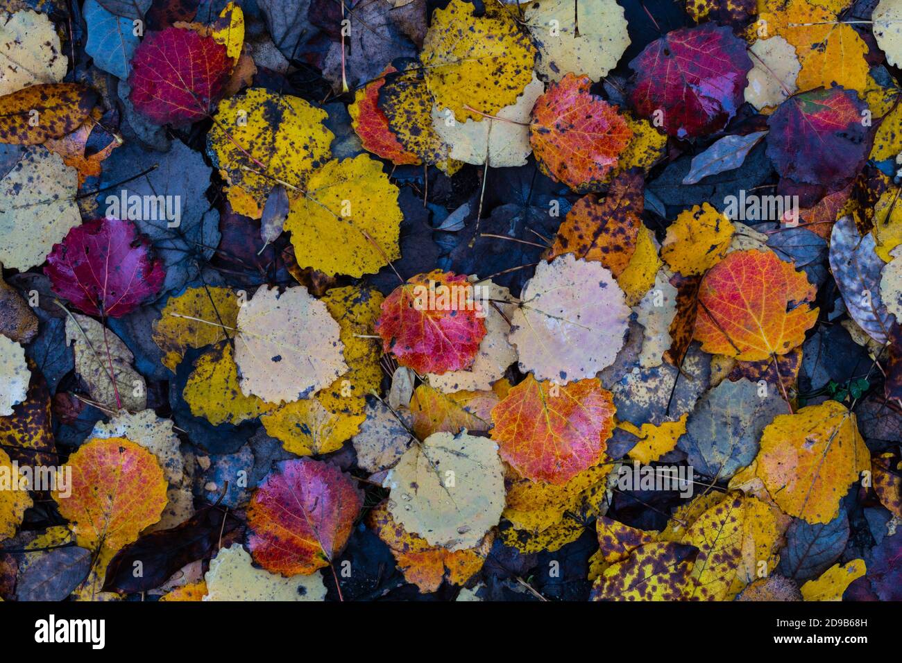 Forest texture abstract hi-res stock photography and images - Alamy