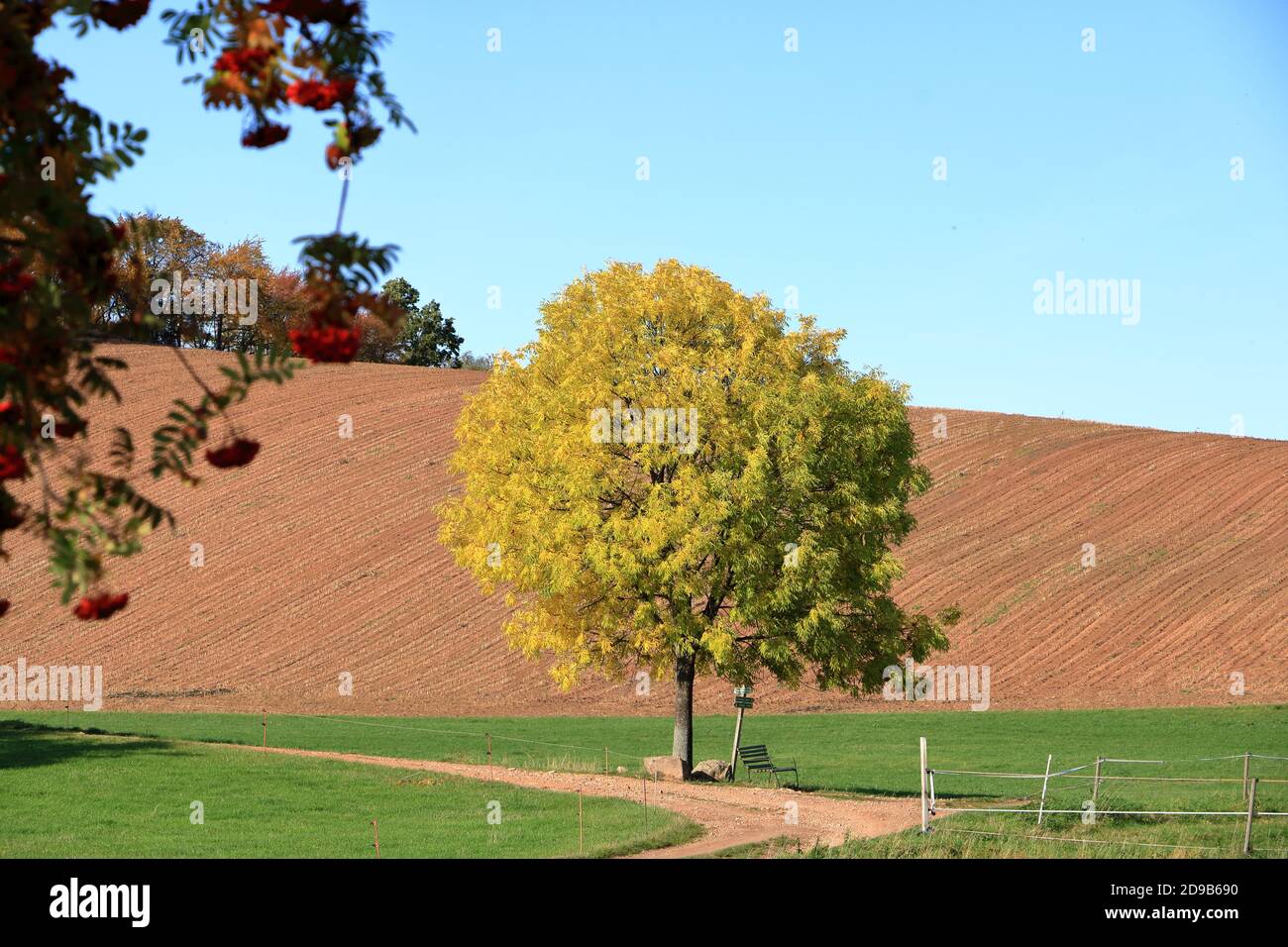 beautiful autumn trees in Landscape in fall Stock Photo - Alamy