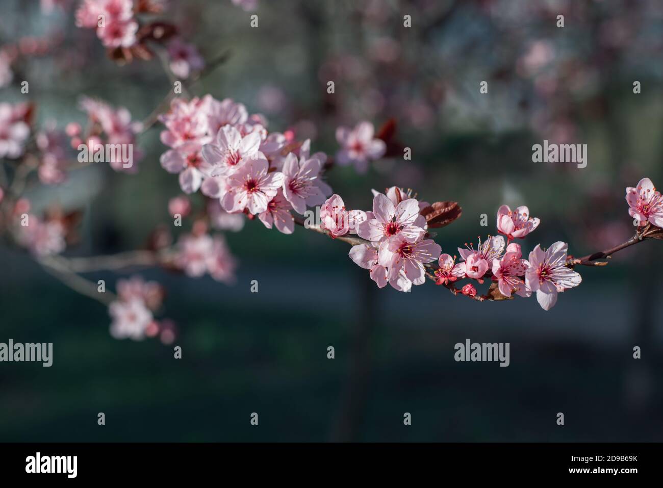 Branch Beautiful Pink Cherry Plum, Prunus Cerasifera Nigra, blooming in ...