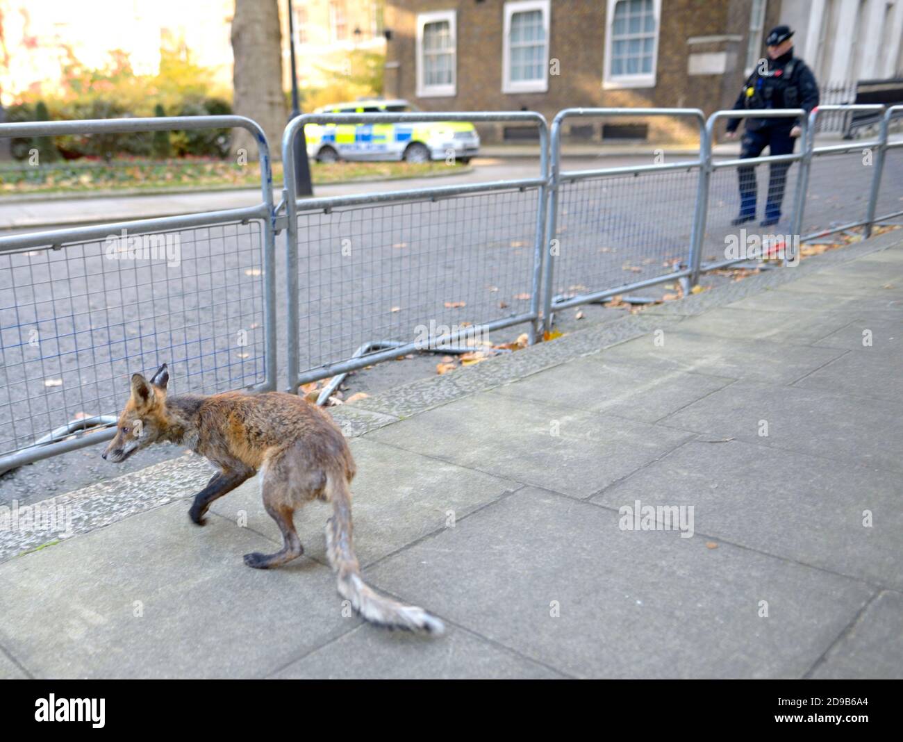 Downing street garden winter hi-res stock photography and images - Alamy