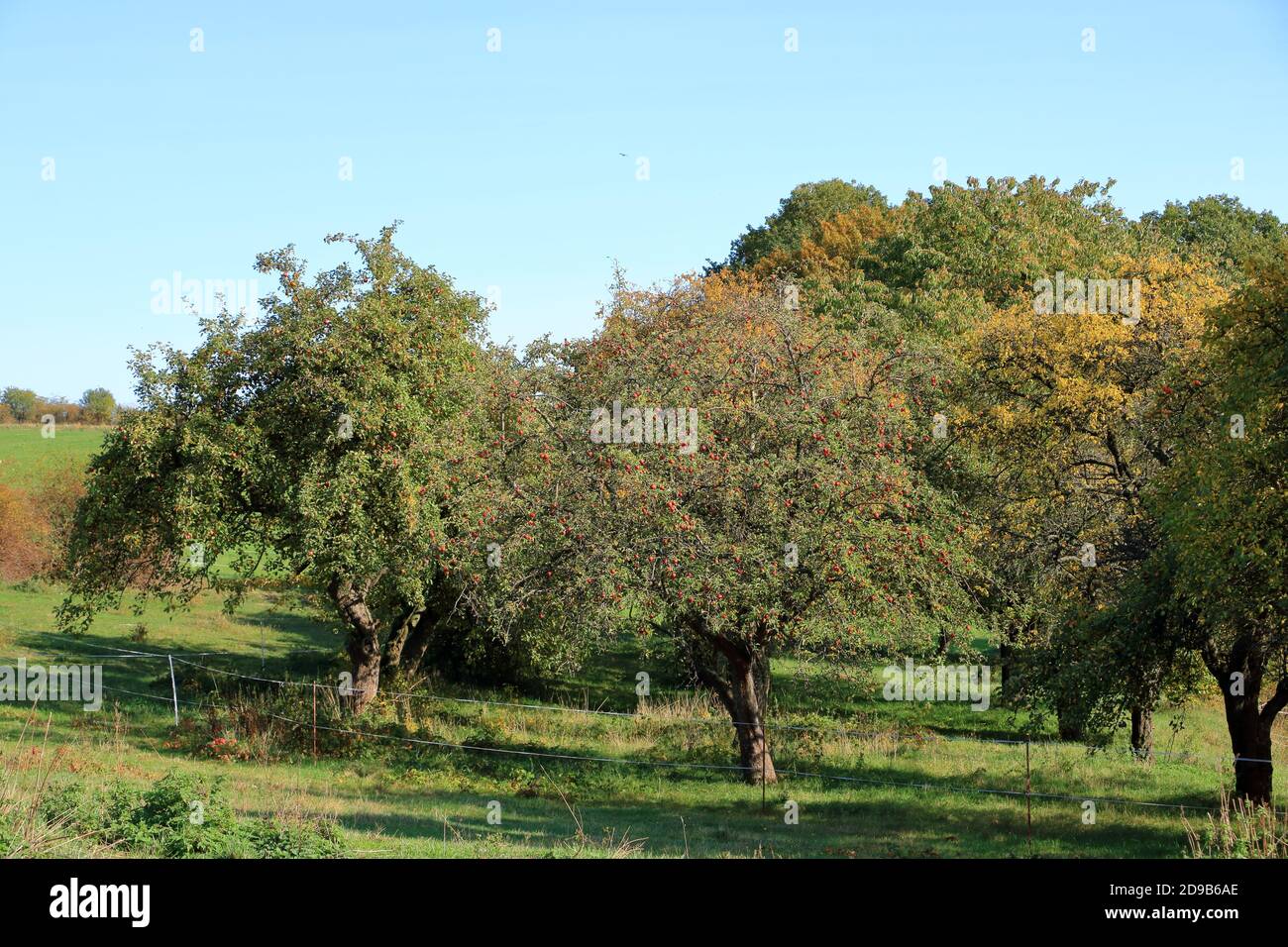 beautiful autumn trees in Landscape in fall Stock Photo - Alamy