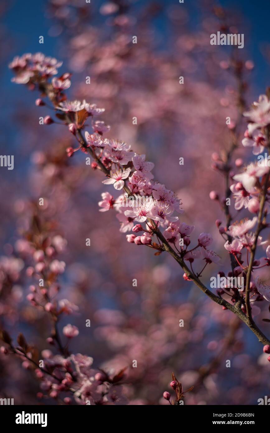 Branch Beautiful Pink Cherry Plum, Prunus Cerasifera Nigra, blooming in ...
