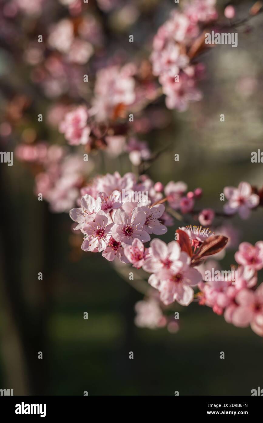 Branch Beautiful Pink Cherry Plum, Prunus Cerasifera Nigra, blooming in ...