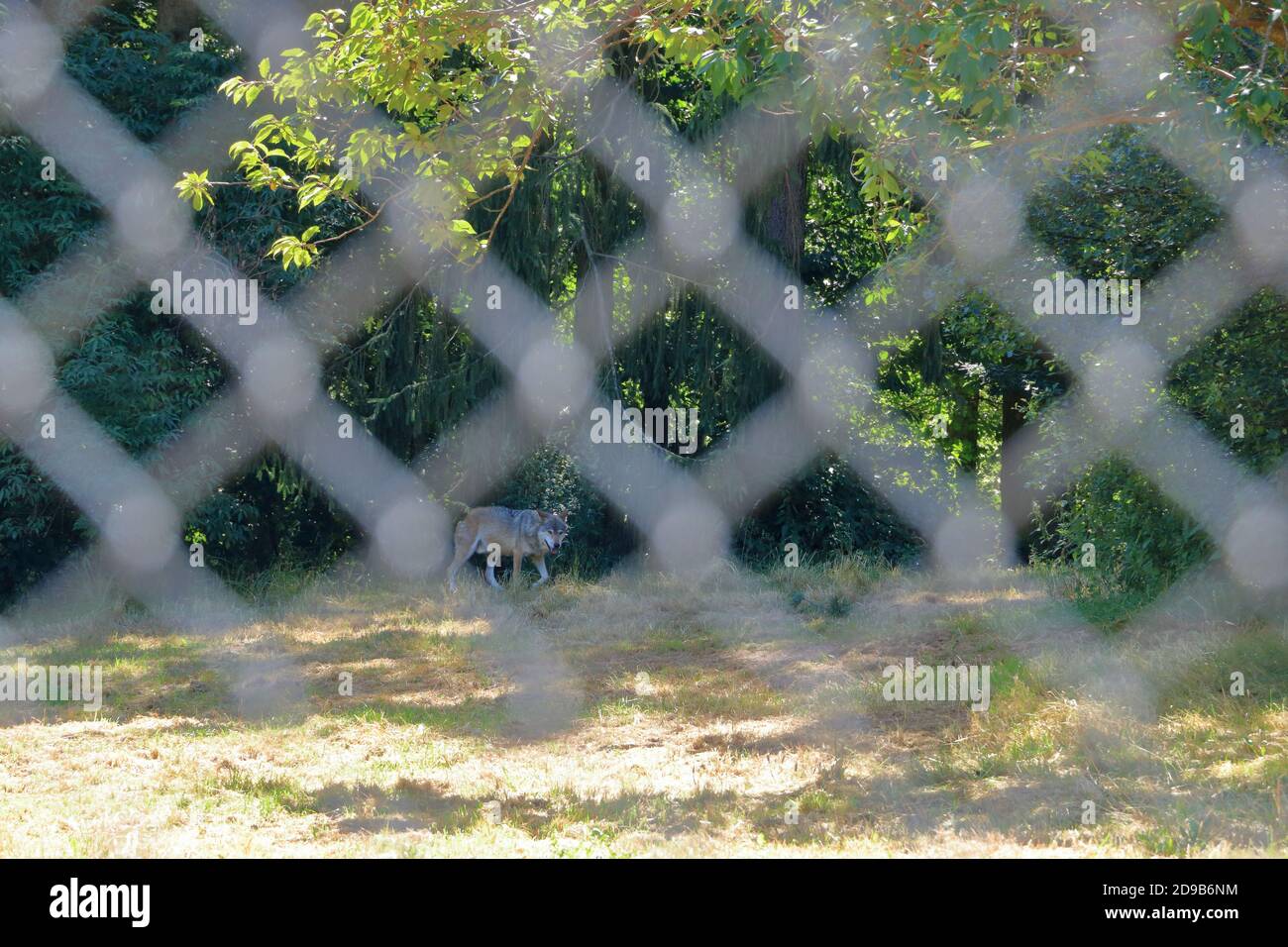 Wolf dog locked behind a fence in the wildlife Park in Silz/Palatinate ...